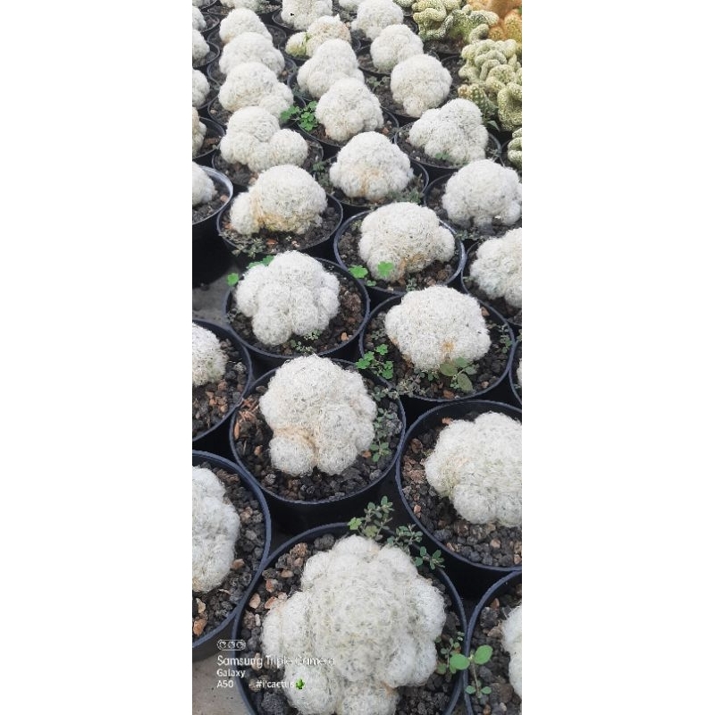 Jual plumosa | Shopee Indonesia