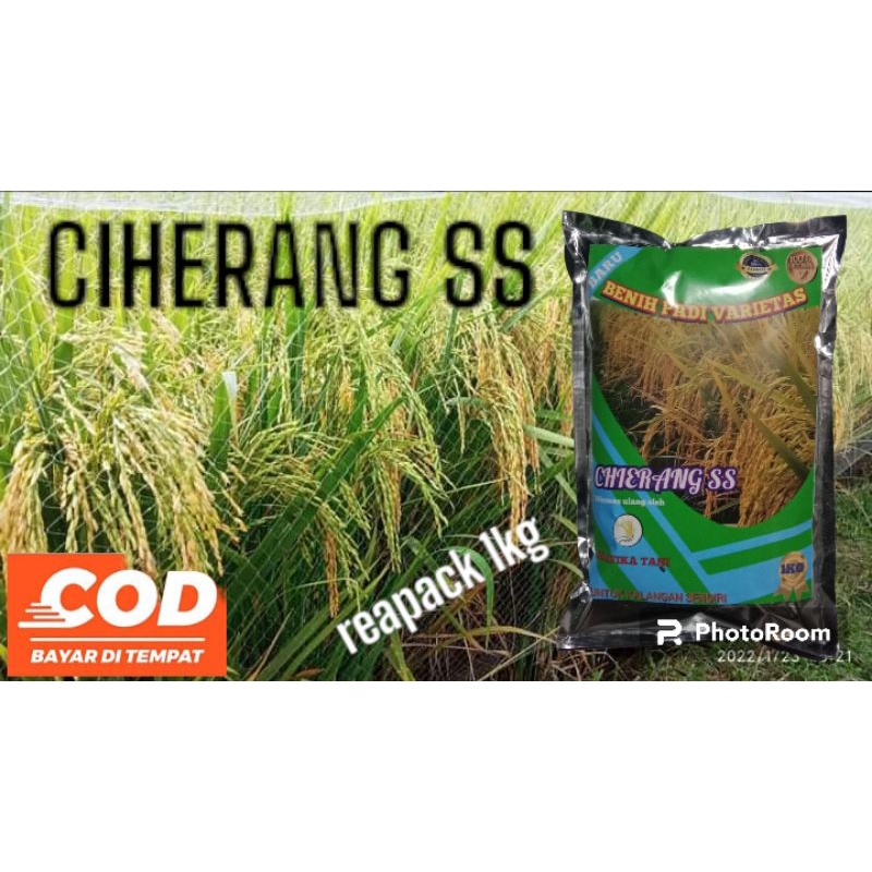 Jual benih padi ciherang ss cap kapal terbang kemasan reapack 1kg | Shopee Indonesia