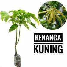 Jual POHON BUNGA KENANGA | Memiliki Aroma sangat Harum | Shopee Indonesia