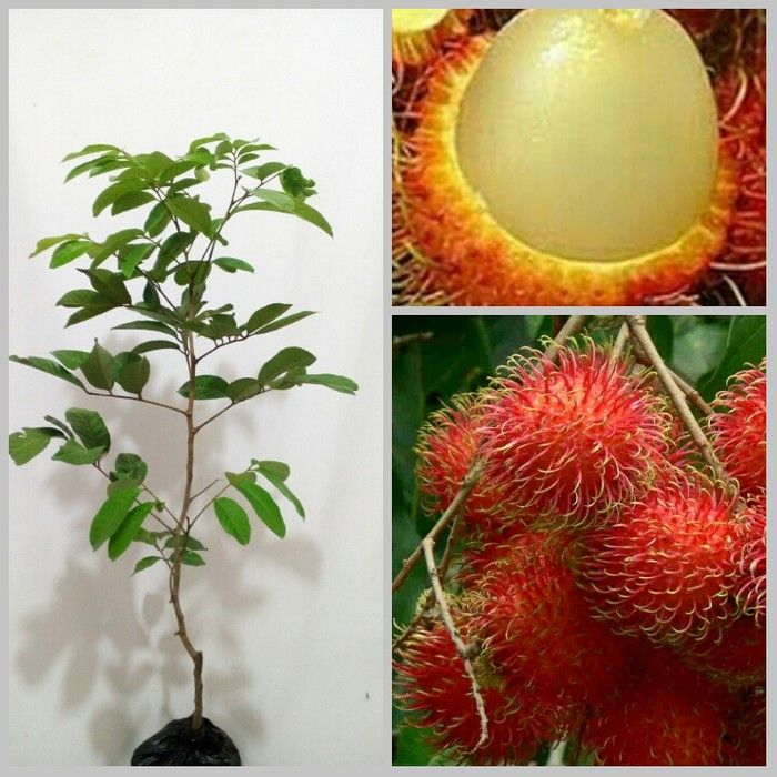 Jual Pohon Rambutan Binjai | Buah Besar | Daging Tebal | Biji Sangat ...