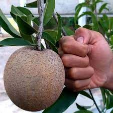 Jual Sawo Jumbo | berbuah Besar | rasa sangat manis | Bonus 1 pupuk ...