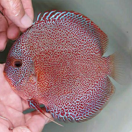 Jual Ikan Discus Panthera Size 4,25" Female | Shopee Indonesia
