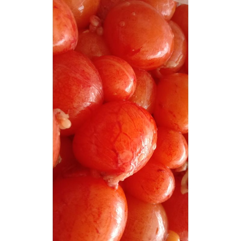 Jual telur ayam muda | Shopee Indonesia