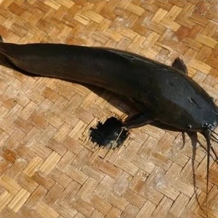 Jual ikan lelel lokal asli langkah 500 gram hidup termurah | Shopee ...