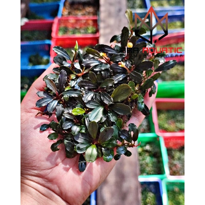 Jual bucephalandra mini medium boyan (per basket) | Shopee Indonesia
