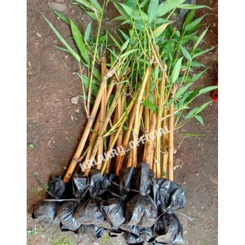 Jual Bibit Bambu Kuning 60 cm / Bonggol Bambu Ampel kuning Mudah Tumbuh ...