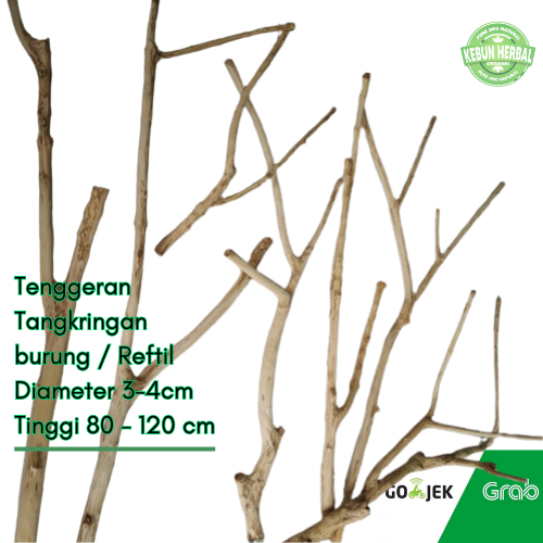 Jual Batang Ranting kayu kopi bercabang Tinggi 80 - 120 cm Tenggeran ...