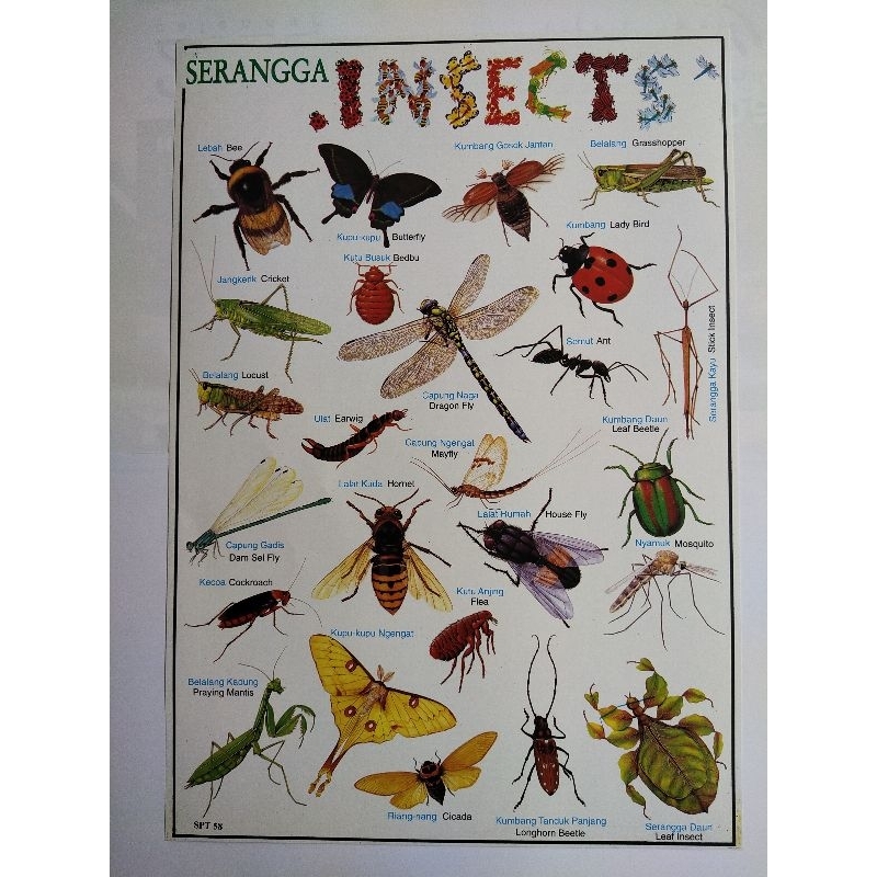Jual Poster Edukasi Anak l Poster Gambar Serangga/Insect l Belajar ...