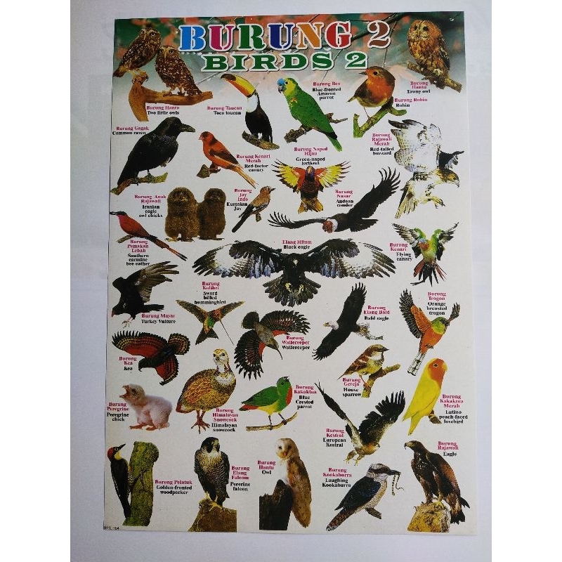 Jual Poster Edukasi Anak l Poster Gambar Burung/Birds l Belajar ...
