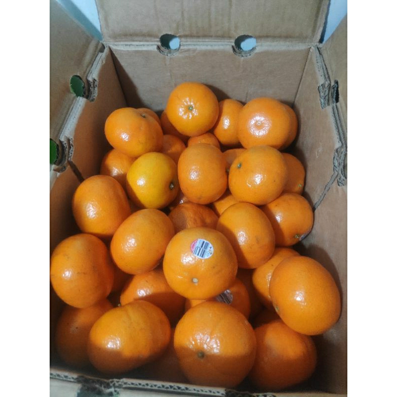 Jual Jeruk murcot Australia 1 kg | Shopee Indonesia