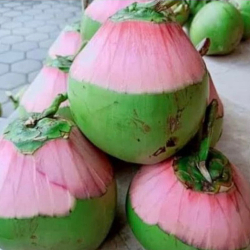 Jual kelapa ijo obat / kelapa hijau / kelapa muda | Shopee Indonesia