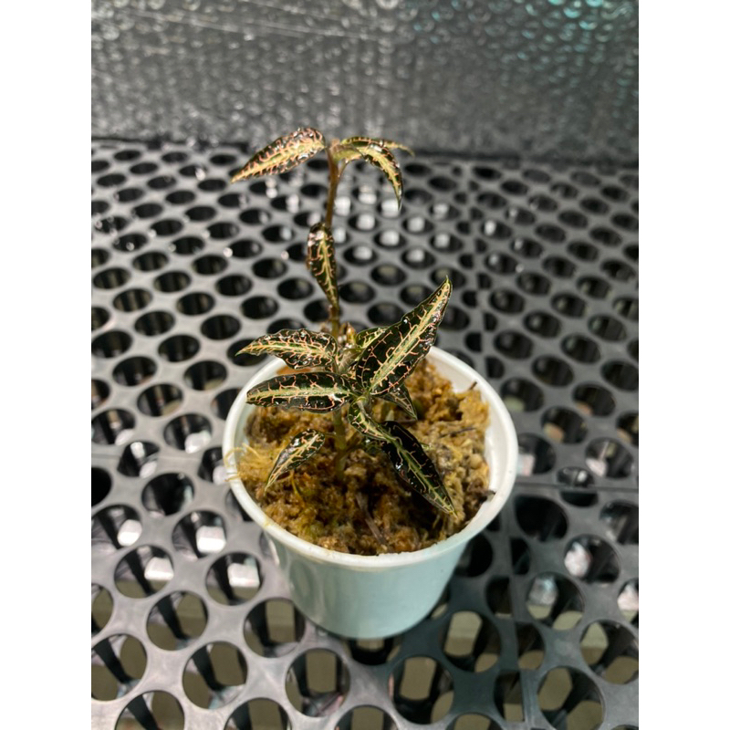 Jual Anggrek permata ( jawel Orchid ) | Shopee Indonesia