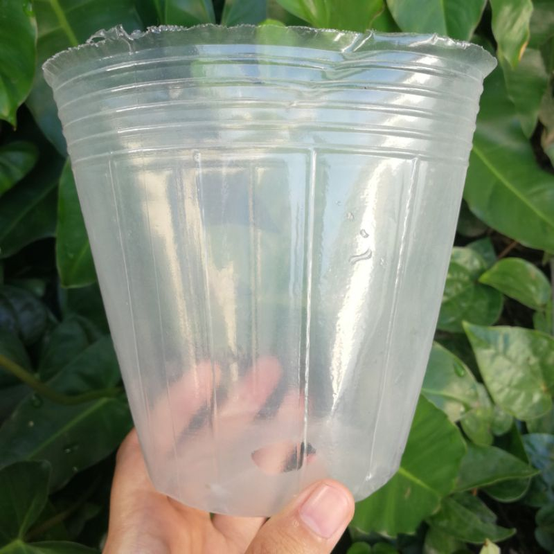Jual Pot Plastik Fleksibel Anggrek 8 x 8 (Isi 10pcs) Polypot Bening Pot ...
