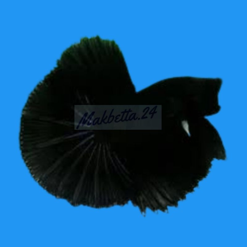 Jual packing styrofoam ikan cupang HM super black | Shopee Indonesia