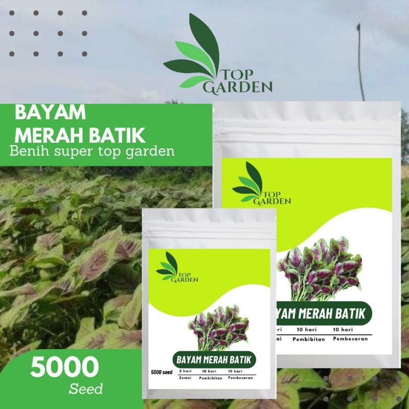 Jual TOP GARDEN BENIH BAYAM BATIK BIBIT SAYURAN BAYAM MERAH BATIK BENIH ...
