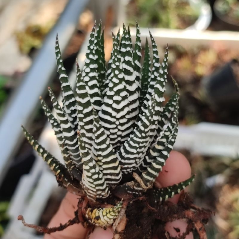 Jual Sukulen Haworthia Zebra Ekor Cicak Bebas Pilih | Shopee Indonesia