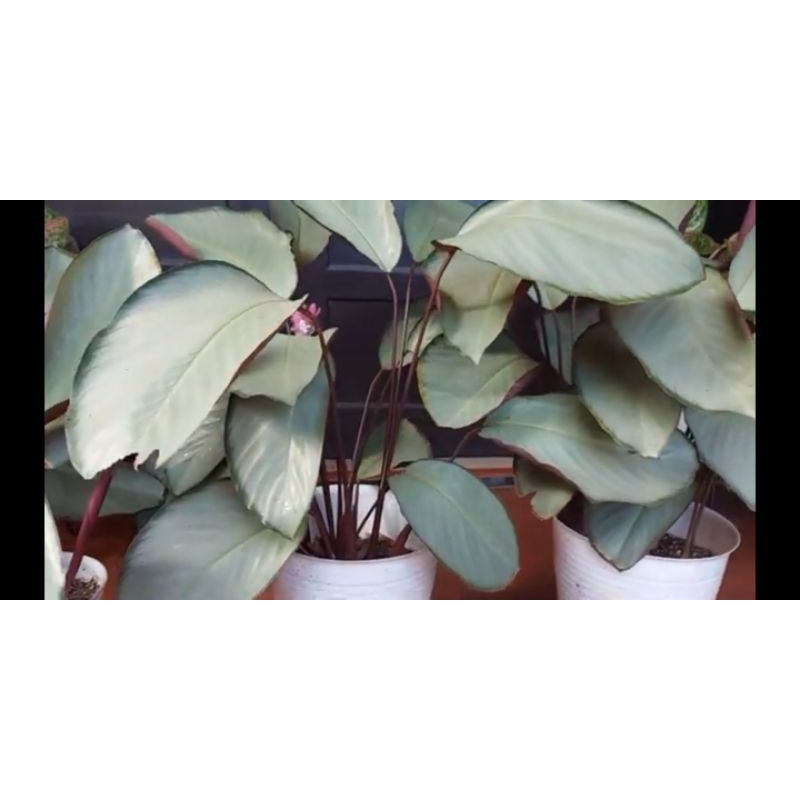 Jual Bunga Chalatea Silver Plate | Shopee Indonesia