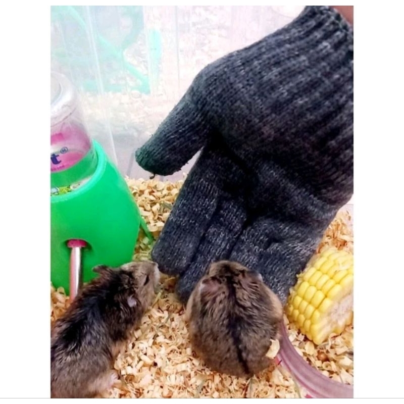 Jual SPON TANGAN - Sarung Tangan Hamster Pelindung Tangan Agar Tidak ...