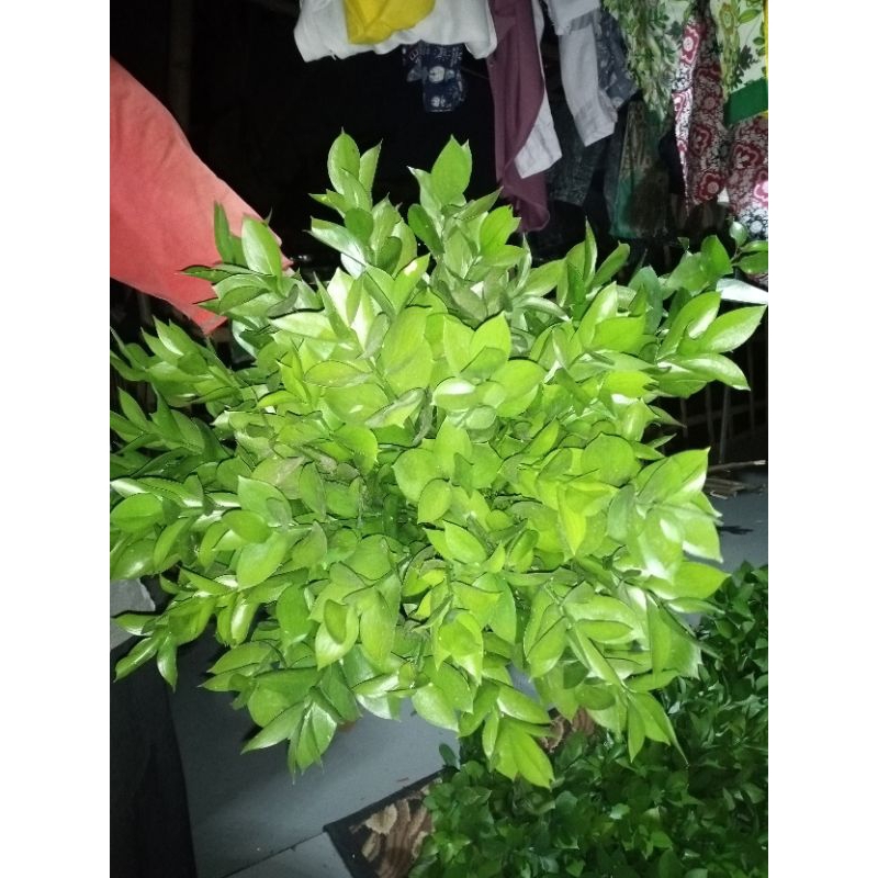 Jual DAUN RUSKUS ISI 10 BATANG DARI 40cm - 100cm | Shopee Indonesia