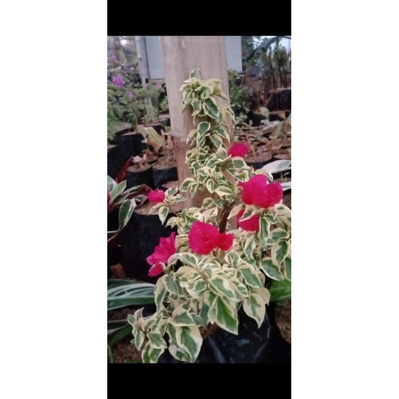 Jual Bougenville Varigata Merah Fanta Shopee Indonesia