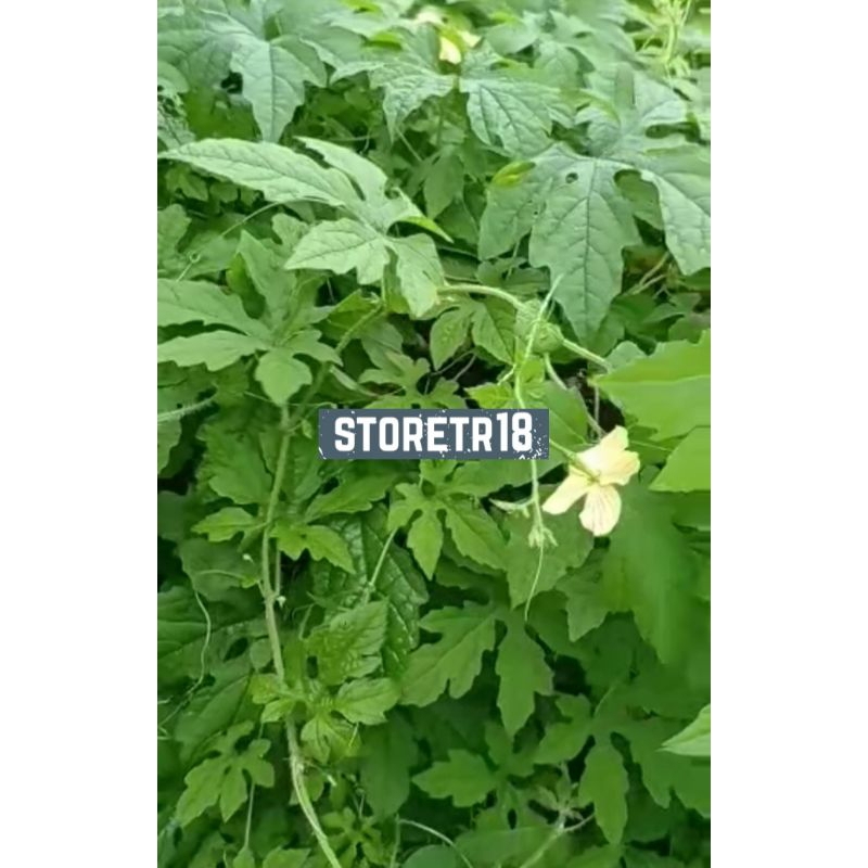 Jual Daun Pare Atau Paria Hutan Segar Paket 250 Gram | Shopee Indonesia