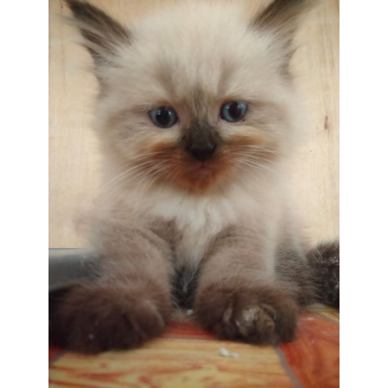 Jual Kucing Himalaya Gosong Betina Lepas Adop | Shopee Indonesia
