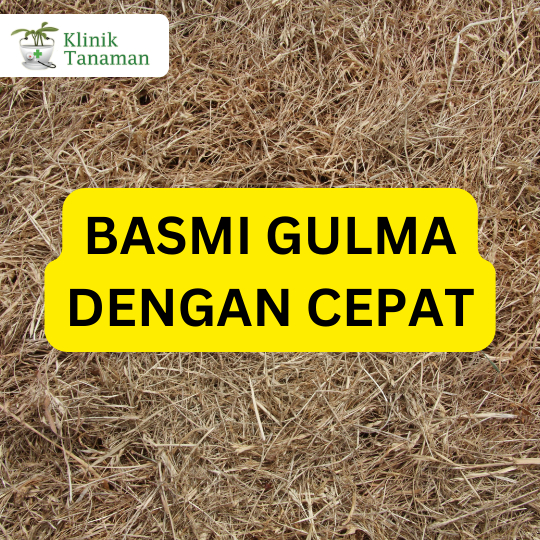 Jual Herbisida GRAMOXONE 276 SL 1 liter gramason racun rumput dan gulma ...