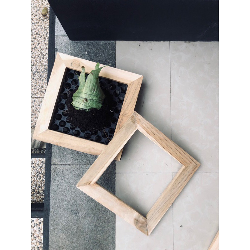 Jual frame kayu, frame simbar size 25cm x 25cm , bingkai platycerium ...