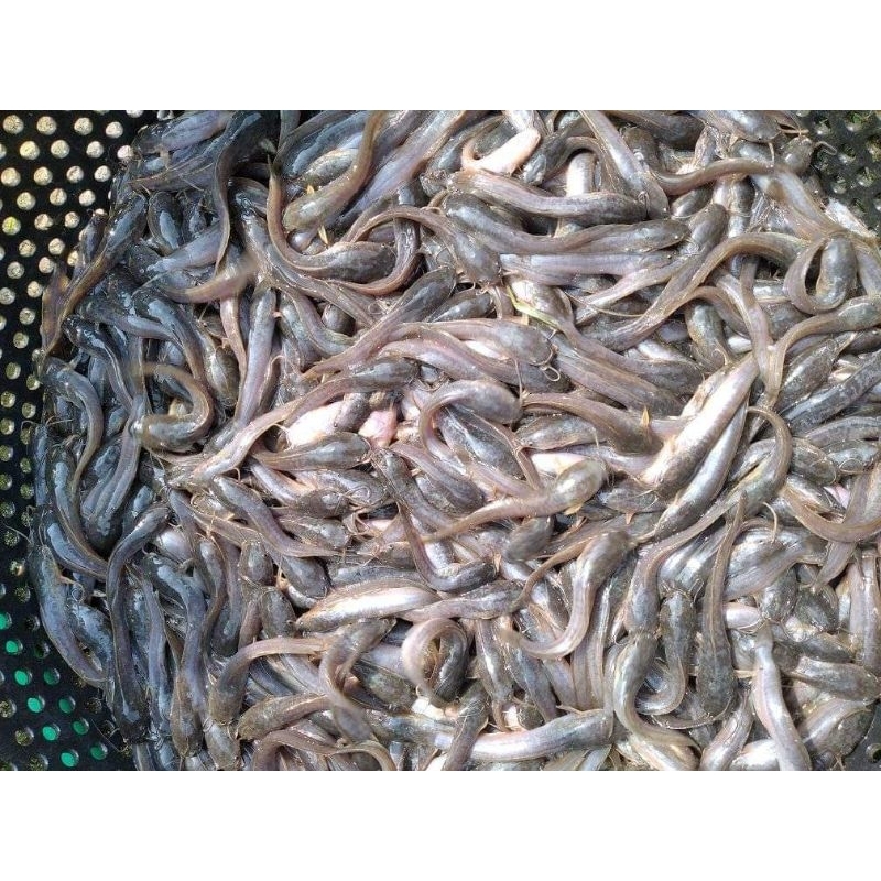 Jual Benih/Bibit Lele full sentrat isi 50 ekor | Shopee Indonesia