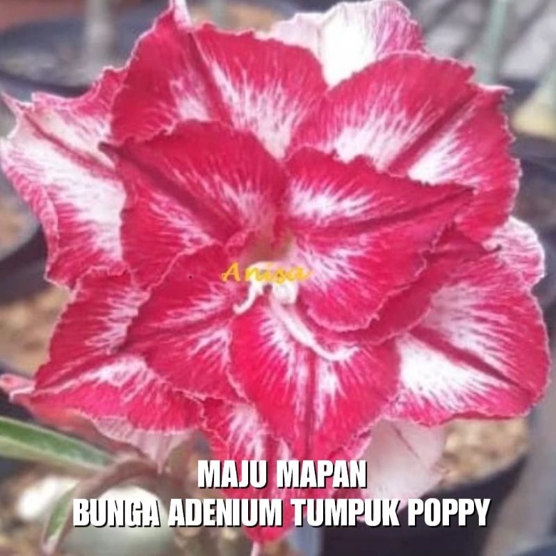 Jual BUNGA ADENIUM TUMPUK POPPY | Shopee Indonesia