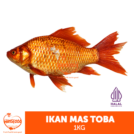 Jual Ikan Mas Toba 1kg | Shopee Indonesia