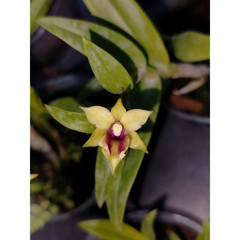 Jual Dendrobium Sophie Bonnie x crocatum | Shopee Indonesia