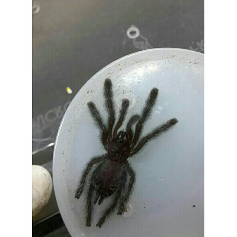 Jual DISPLAY TARANTULA OMOTHYMUS SP CHARCOAL BISA BERJALAN | Shopee ...