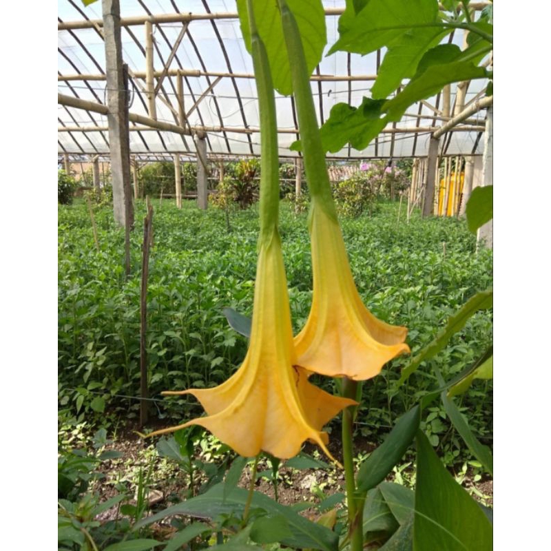 Jual Bibit Tanaman Bunga Angel Trumpet Kecubung Kuning | Shopee Indonesia