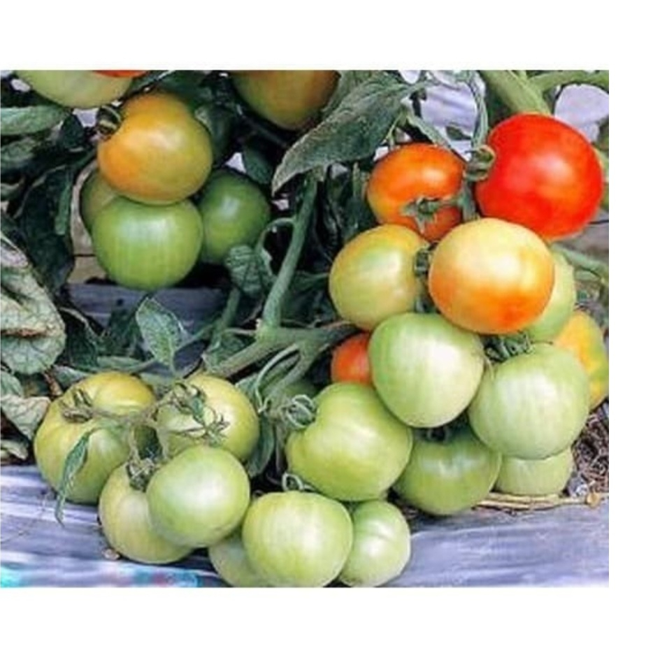 Jual 15 BIJI BENIH TOMAT KING KONG bibit tanaman tomat hibrida kingkong ...