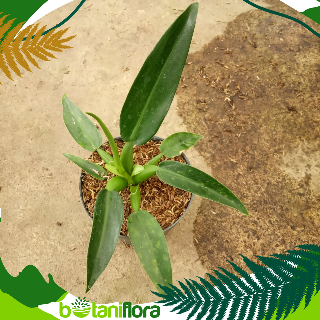 Jual Philo Katak | Tanaman Hias Philo Katak | Philodendron Katak ...