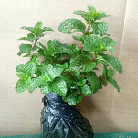 Jual Tanaman Daun Mint Siap Tanam rimbun | Shopee Indonesia