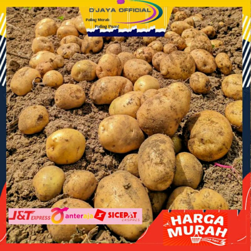 Jual Kentang Dieng Kuning Ukuran Sedang 1kg | Shopee Indonesia