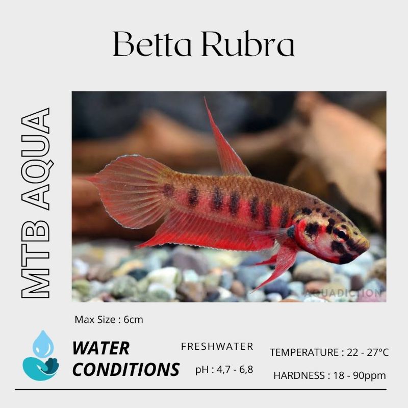 Jual Betta Rubra Sepasang | Shopee Indonesia