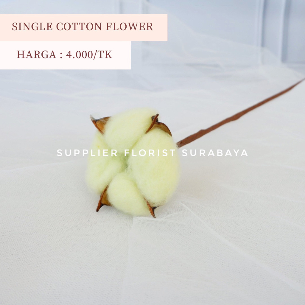 Jual ECER COTTON FLOWER DENGAN TANGKAI SINGLE STALK COTTON FLOWER SATU ...