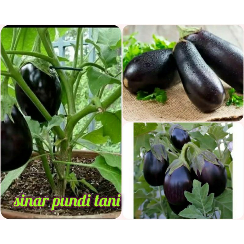 Jual BIJI BENIH TERONG UNGU PONDOH BONDAN BESAR (isi 70 BUTIR) | Shopee Indonesia