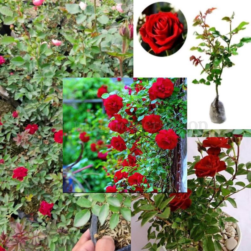 Jual tanaman bunga mawar rambat (merah) | Shopee Indonesia