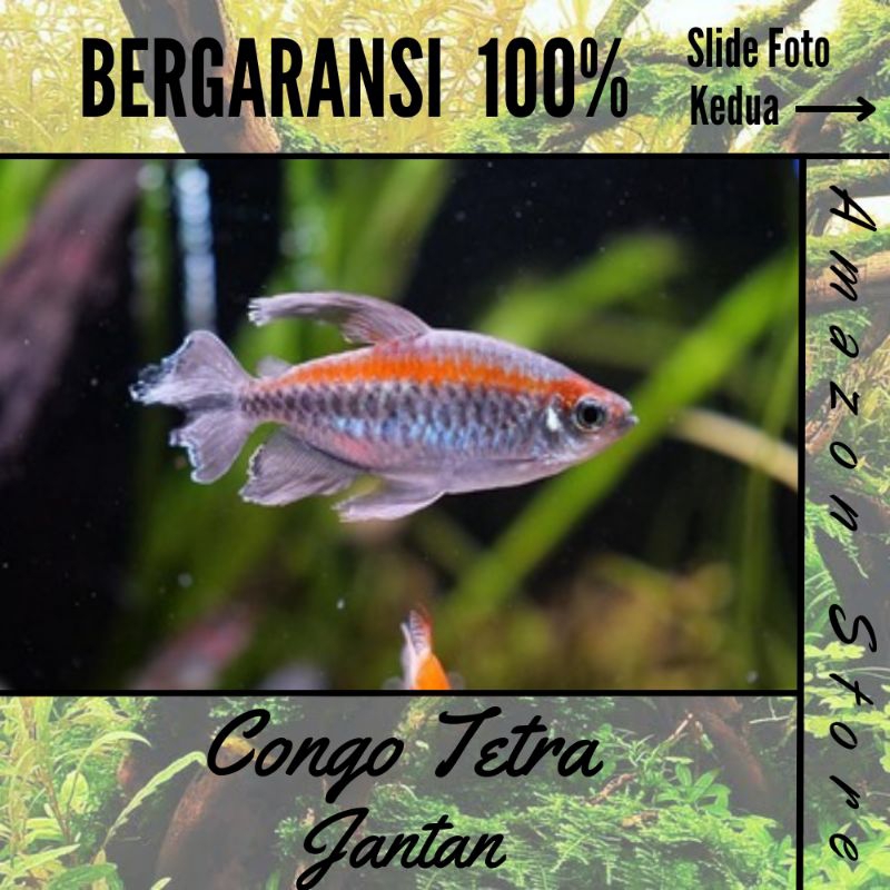 Jual Ikan Congo Tetra Jantan / Ikan Hias Aquascape | Shopee Indonesia
