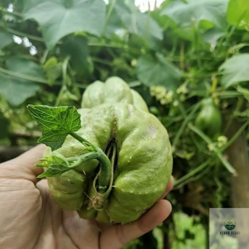 Jual KEBUN DZAKI - Bibit Labu Siam / Benih Labu Siam | Shopee Indonesia