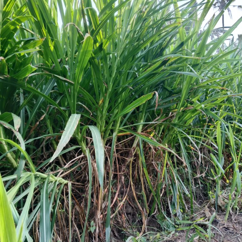 Jual Bibit Rumput Odot Jumbo Bank Pakan Ternak benih rumput untuk ... Jual Bibit Rumput Odot Jumbo Bank Pakan Ternak benih rumput untuk ...