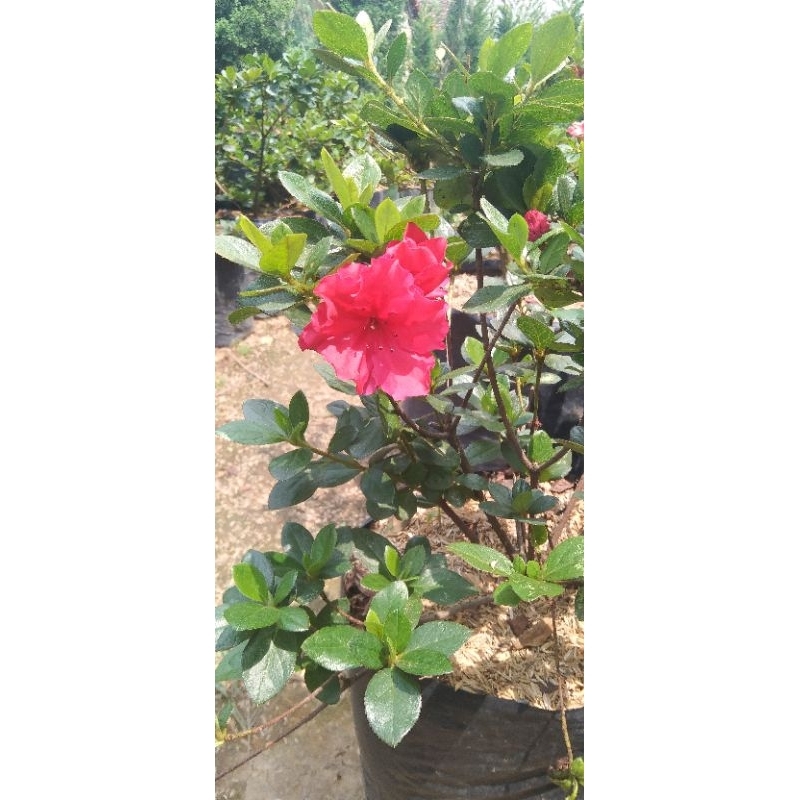 Jual AZALEA BUNGA MERAH FANTA UKURAN DEWASA | Shopee Indonesia