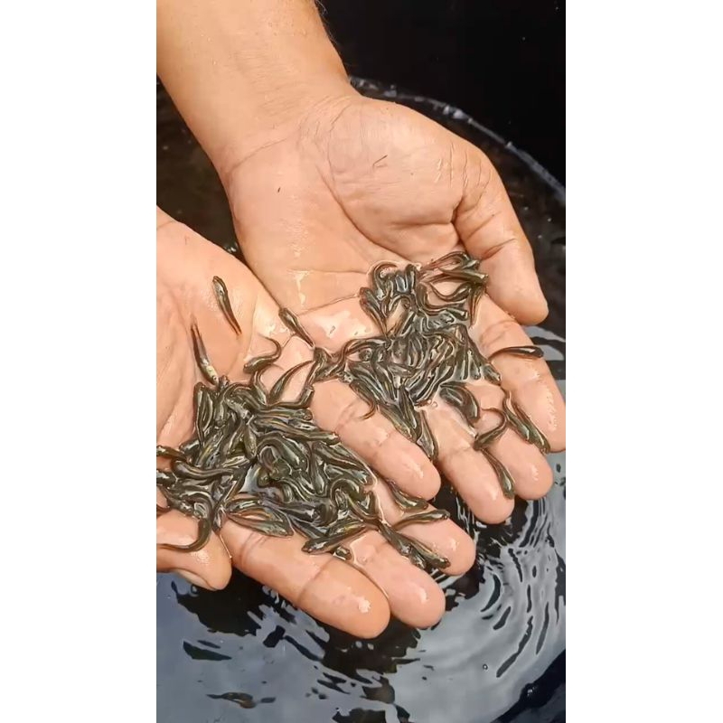 Jual Benih bibit ikan gabus ukuran 2-3 cm Kualitas Grade A | Shopee ...