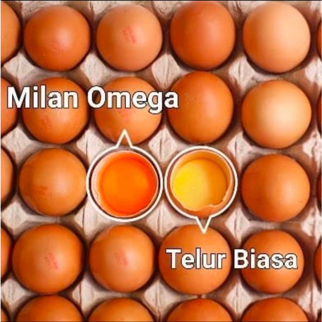 Jual Telur Ayam Negri omega 3 Asli Fresh Grade B (30 Butir) | Shopee ...