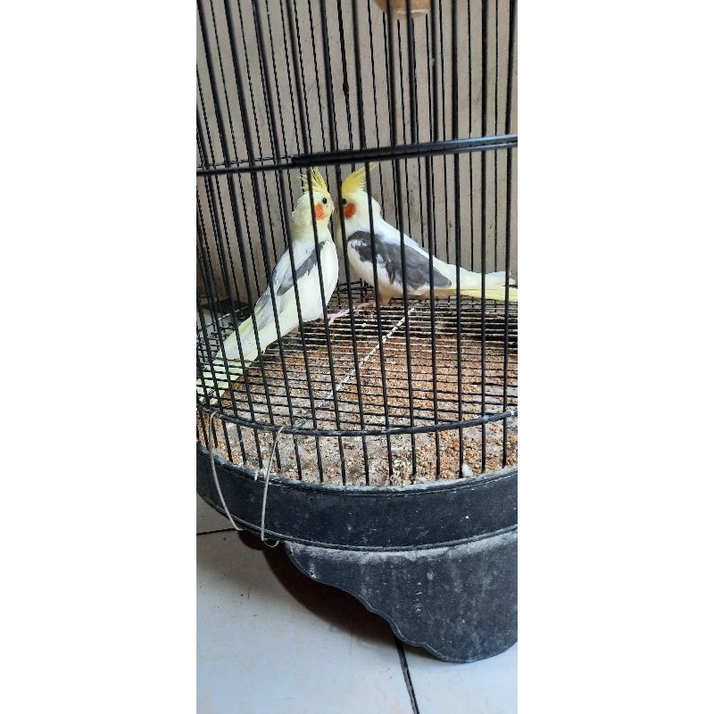 Jual Burung parkit falk australi | Shopee Indonesia