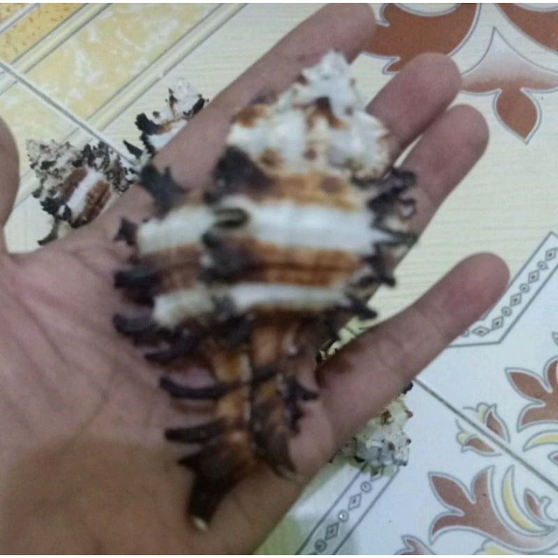 Jual cangkang kerang Hexaplex cichoreum/Endive murex untuk rumah ...